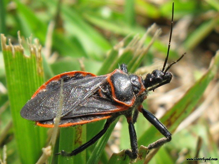 Beware of the assassin bug as it could be deadly for you and your loved ...